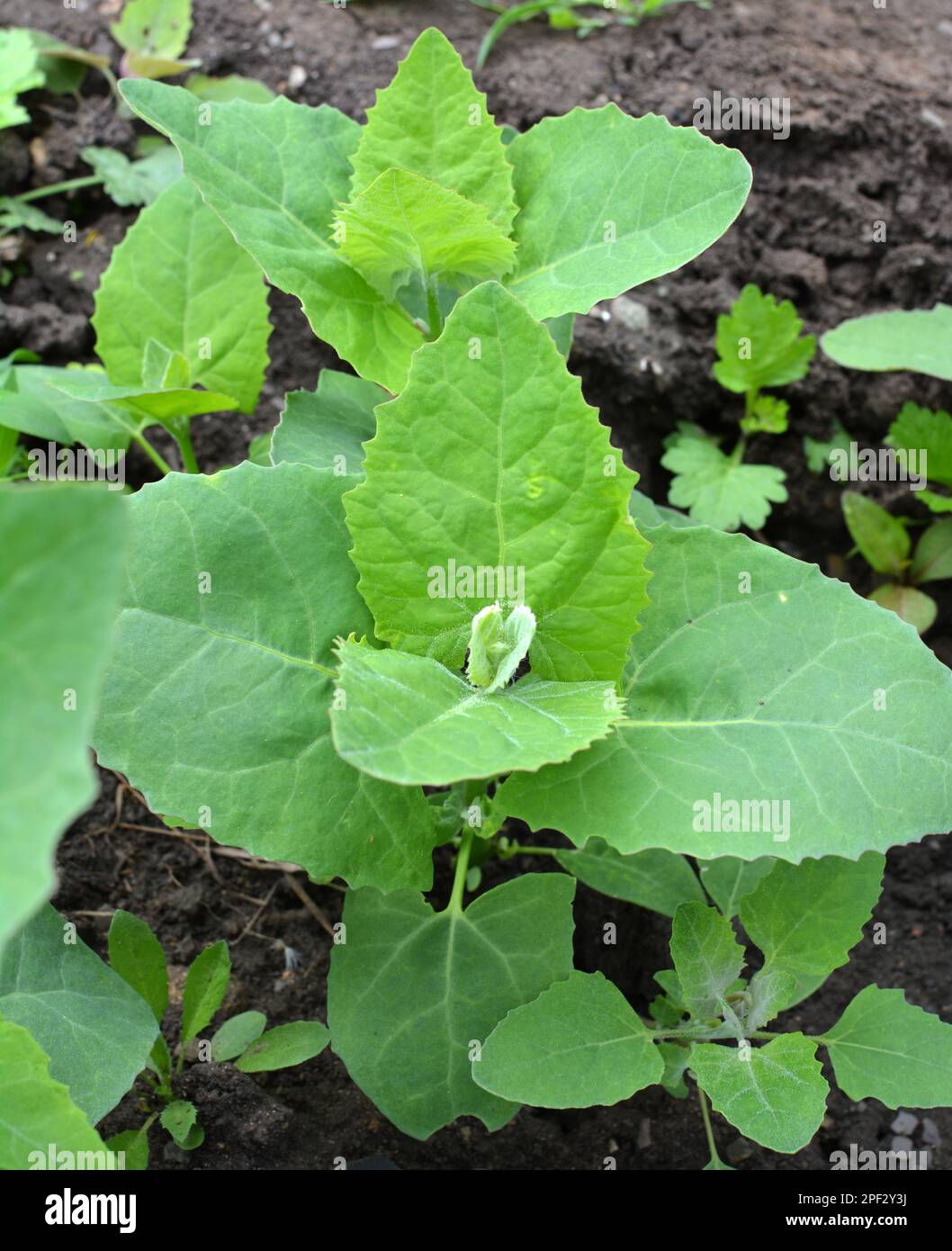 In spring, the edible plant orach (Atriplex hortensis) grows in the ...