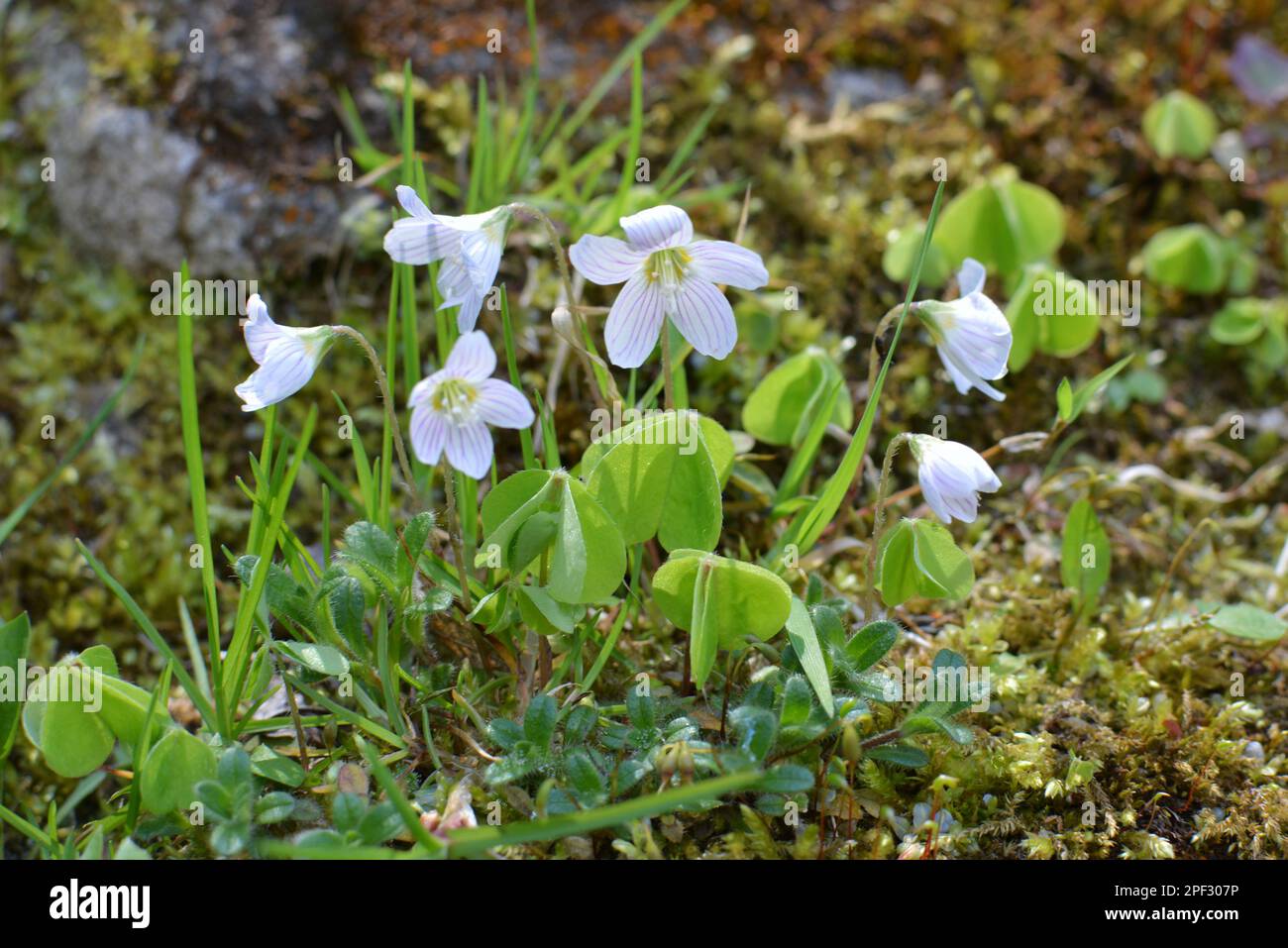 In the wild in the woods, the first spring flowers bloom Oxalis ...