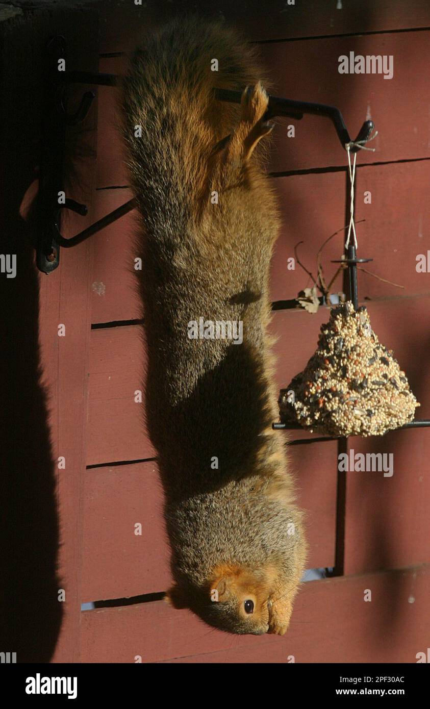 A red squirrel uses a creative way to get food from a hanginging bird ...