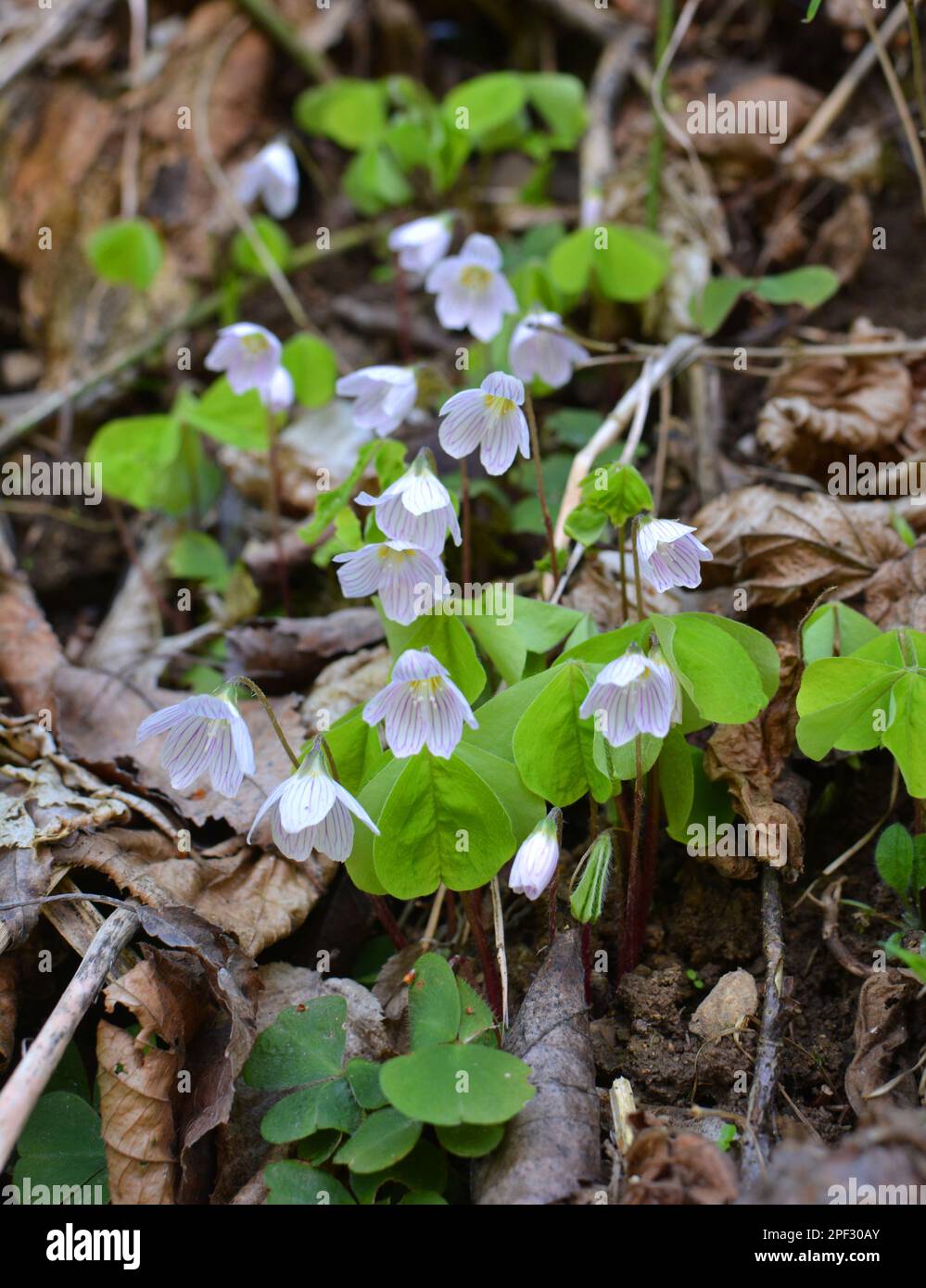 In the wild in the woods, the first spring flowers bloom Oxalis ...