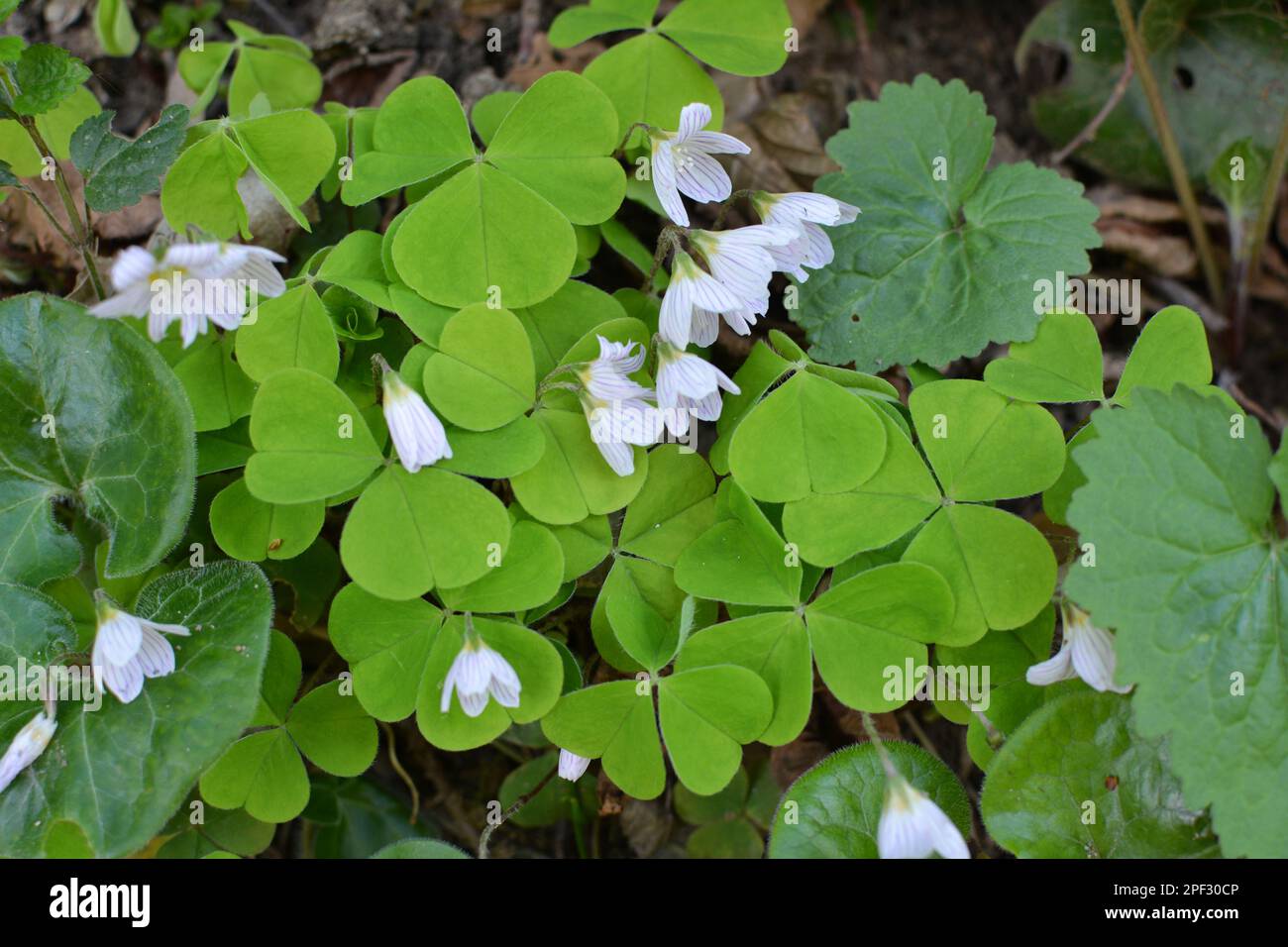 In the wild in the woods, the first spring flowers bloom Oxalis ...