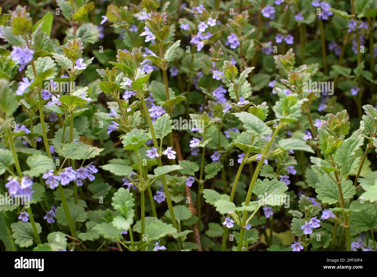 In spring, Glechoma hederacea grows and blooms in the wild Stock Photo ...