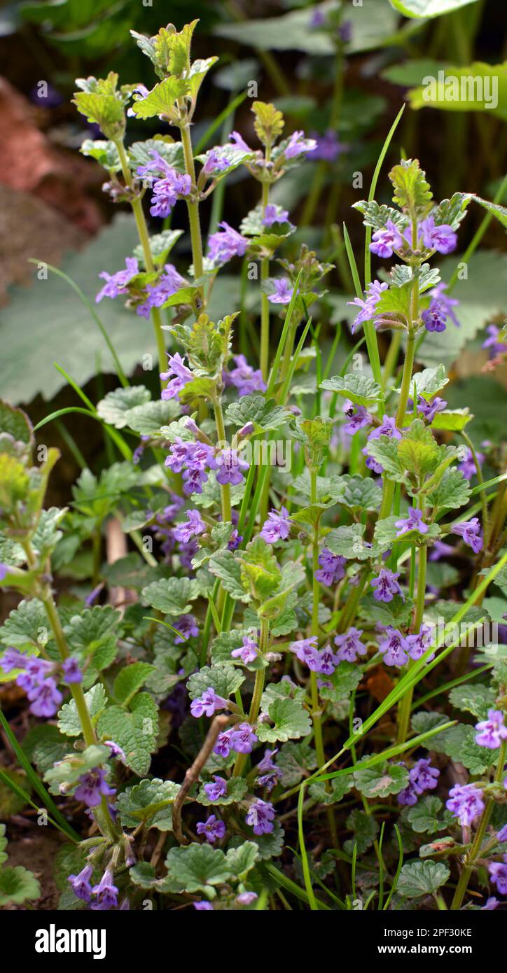 In spring, Glechoma hederacea grows and blooms in the wild Stock Photo ...
