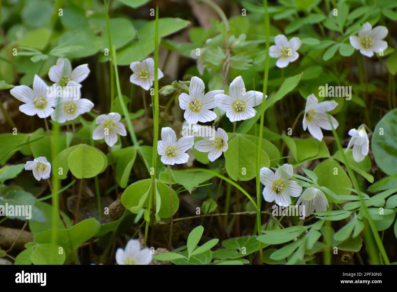 In the wild in the woods, the first spring flowers bloom Oxalis ...