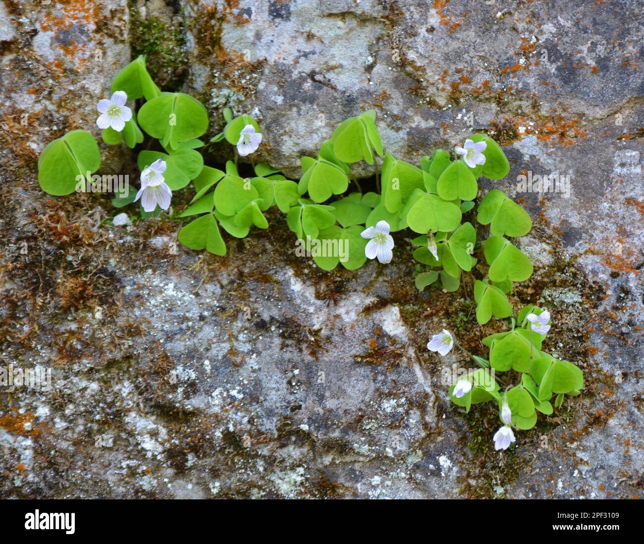 In the wild in the woods, the first spring flowers bloom Oxalis ...