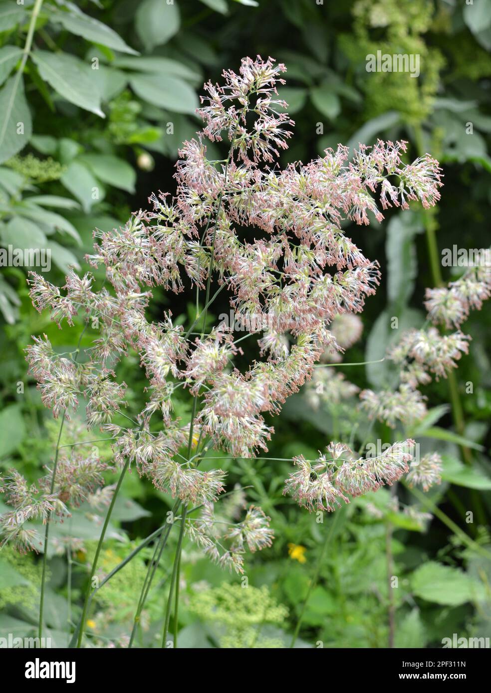 Valuable forage grass Dactylis glomerata grows in nature Stock Photo ...