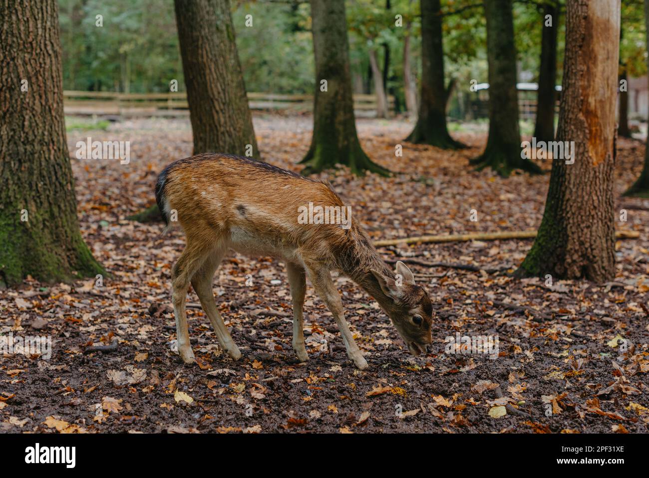 Female Red deer stag in Lush green fairytale growth concept foggy ...