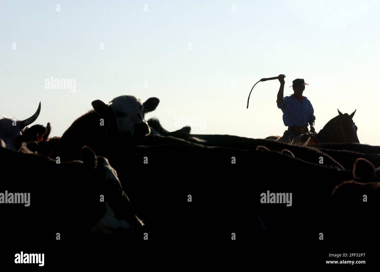 Alfredo Silveira guides cows at farm in Entre Rios province, 180 km ...
