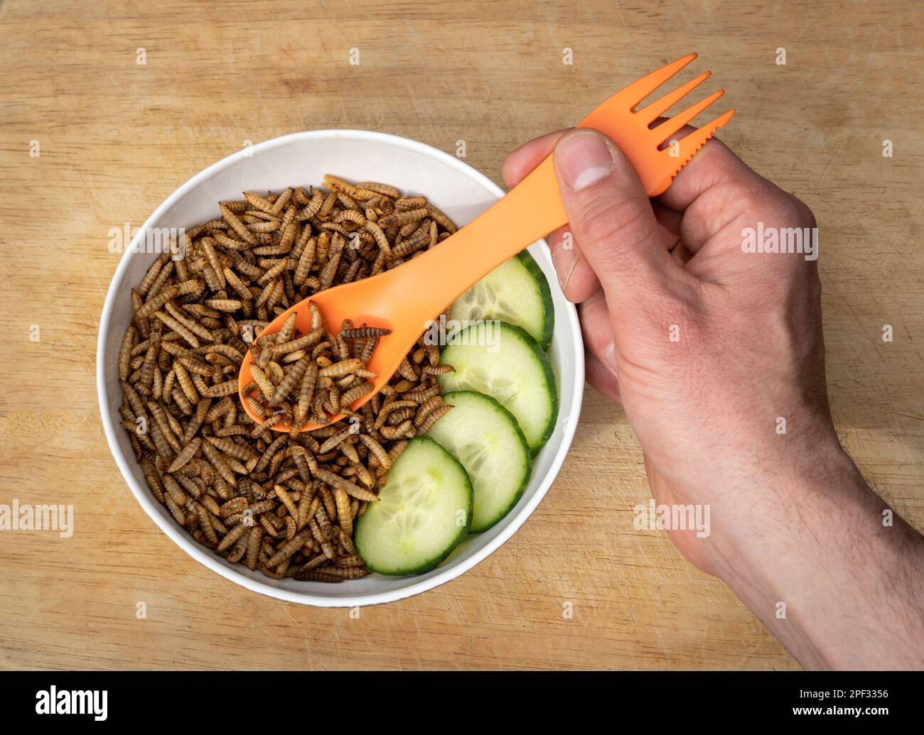 Eating mealworms with the spork, alternative protein rich diet of ...