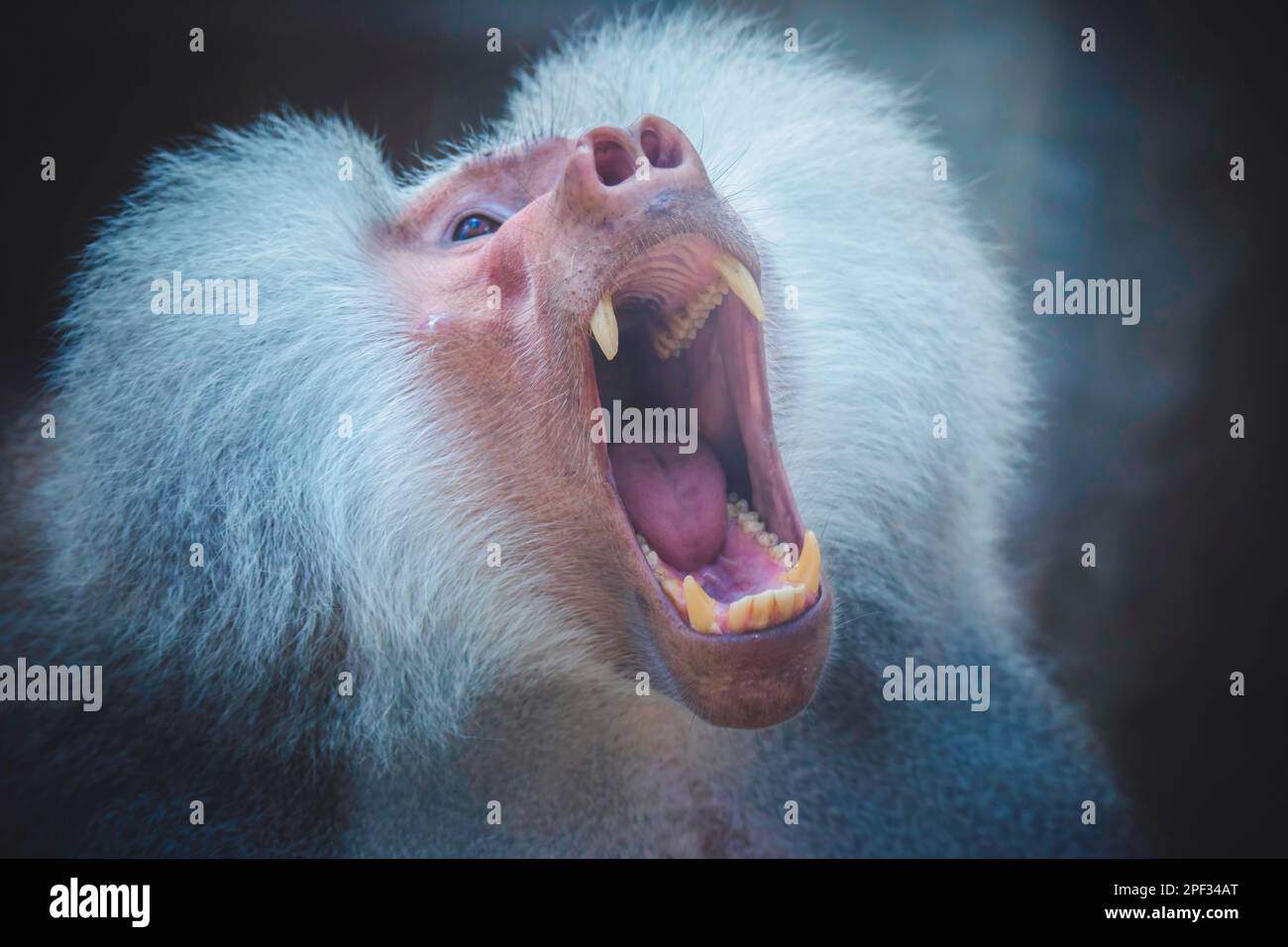 The baboon looks around and observes the surroundings, the best photo ...