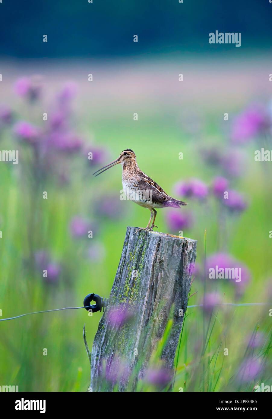 The Common Snipe Gallinago looking for food in the meadow and flies and ...