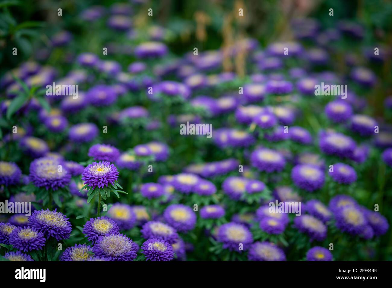 A beautiful, vibrant scene of aster pompon blue flowers Stock Photo - Alamy
