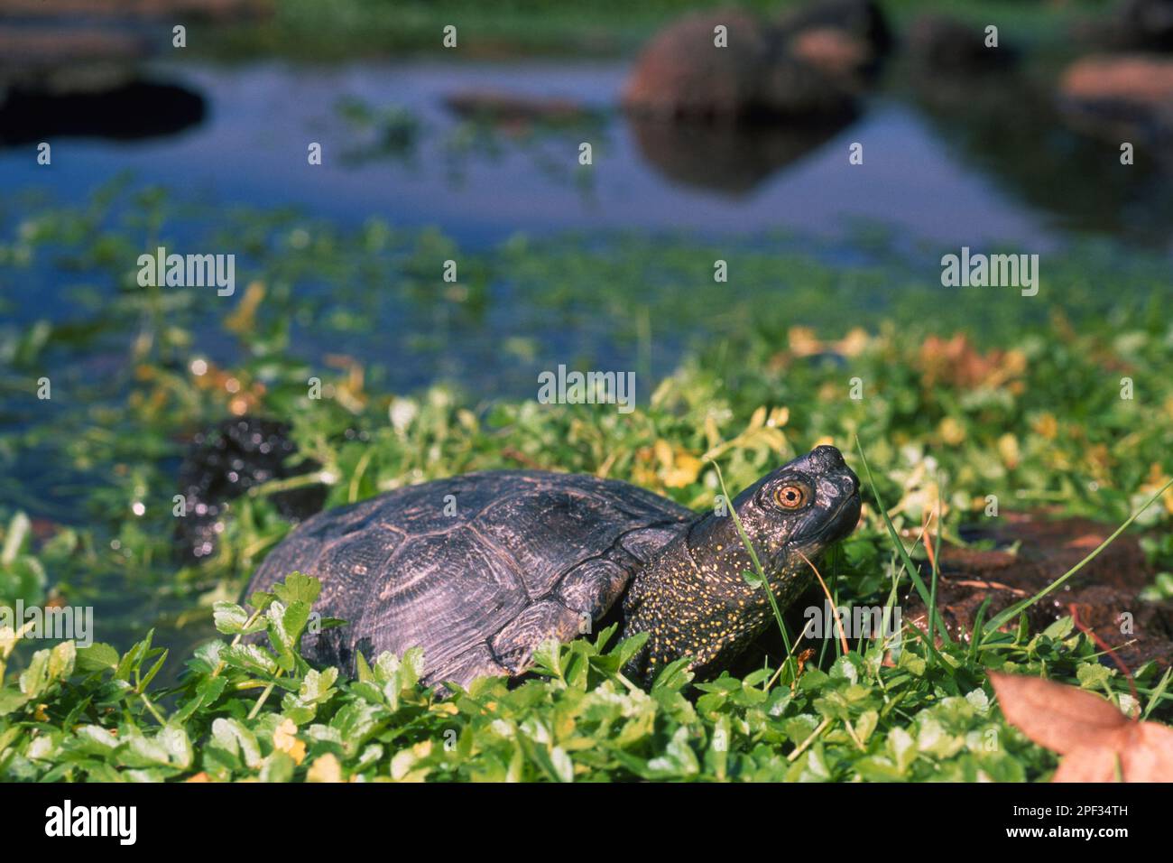 Fondo col hi-res stock photography and images - Alamy