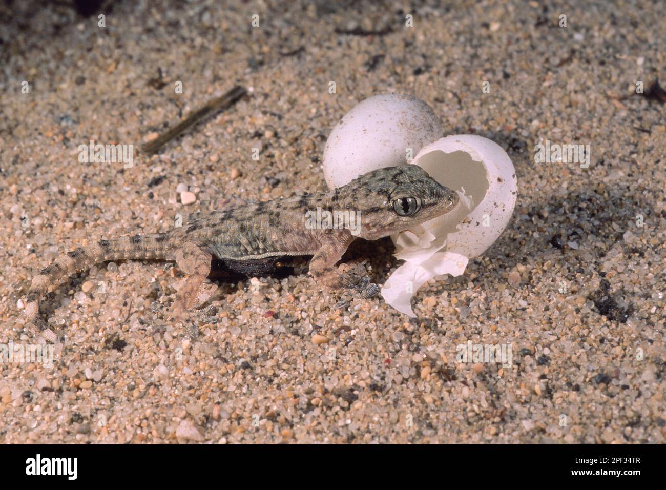 Tarantola o Platidattilo Muraiolo, Tarentola mauritanica, appena ...
