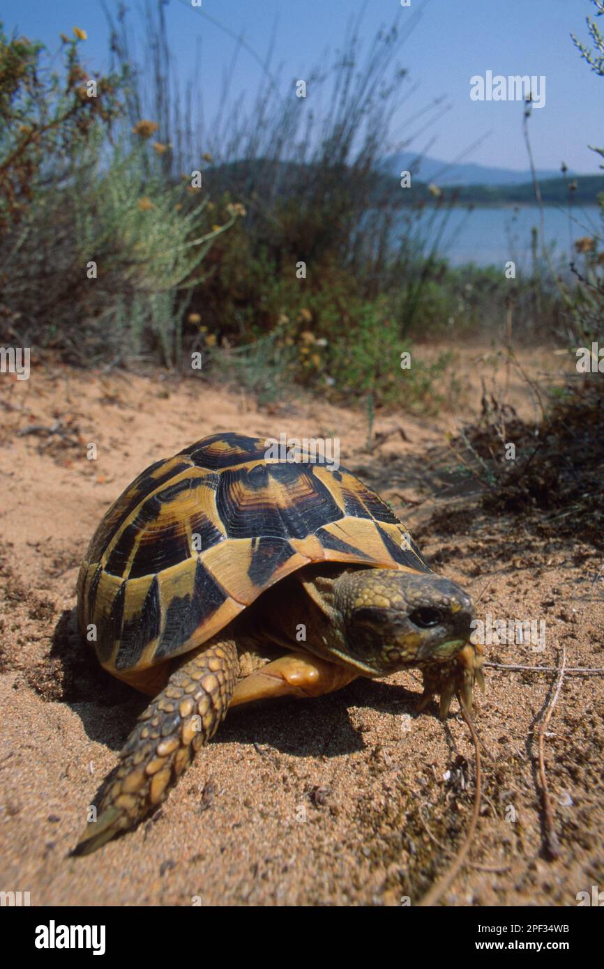 Hermann tortoise Lago di Baratz, Sassari, Alghero (Nurra), Sardegna ...