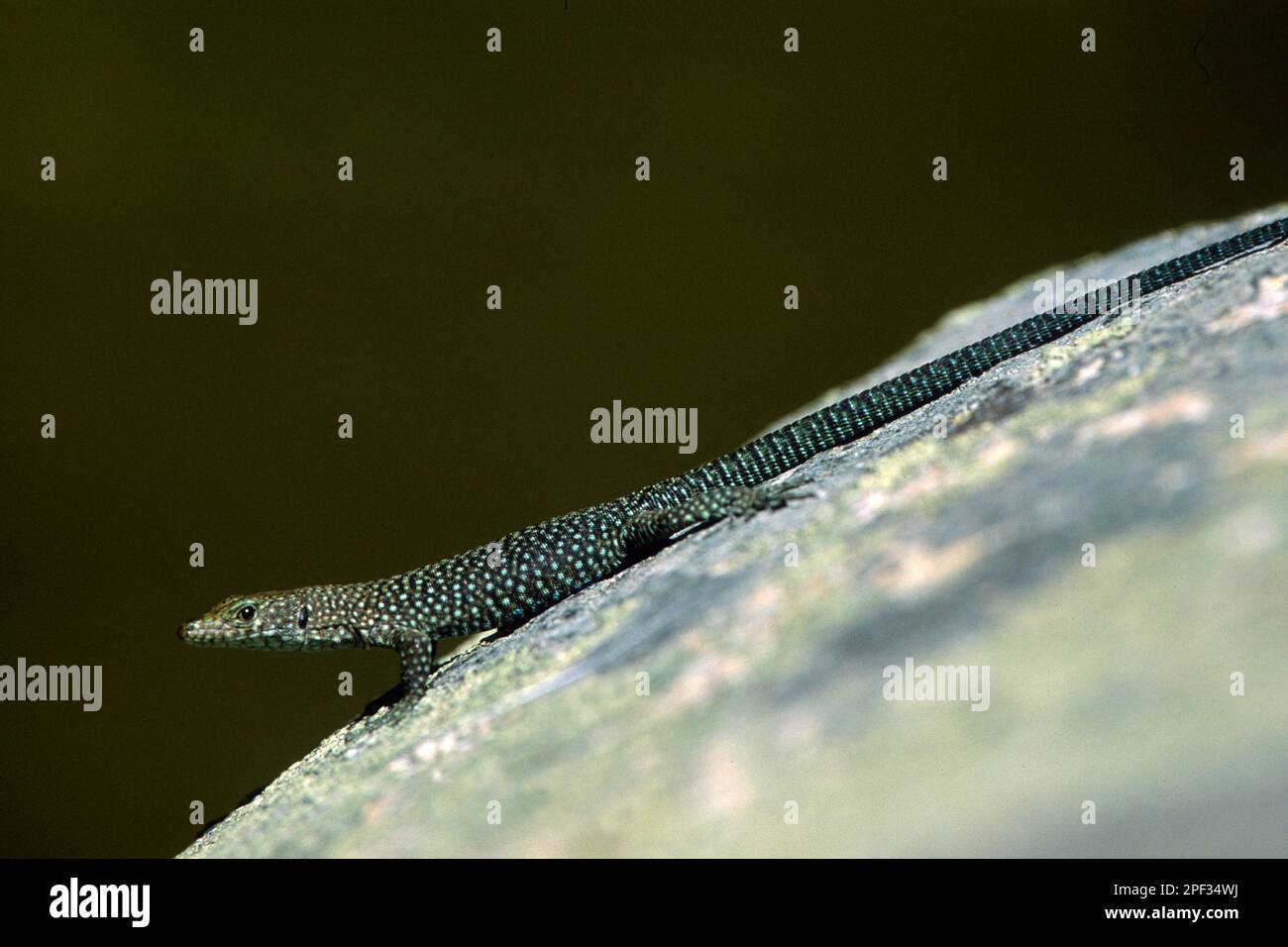 Fauna endémica hi-res stock photography and images - Alamy