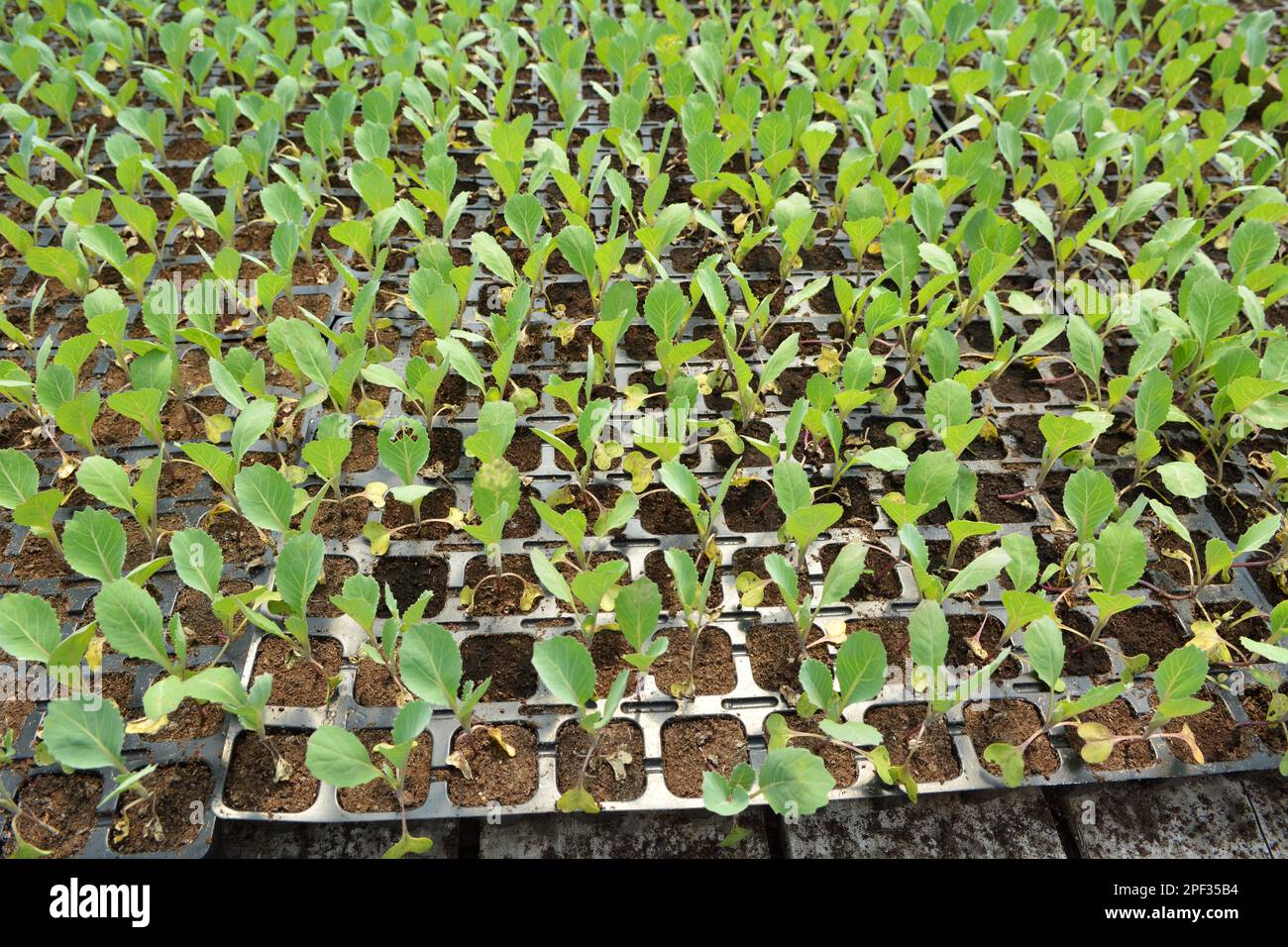 Young cabbage seedlings in greenhouse hi-res stock photography and ...
