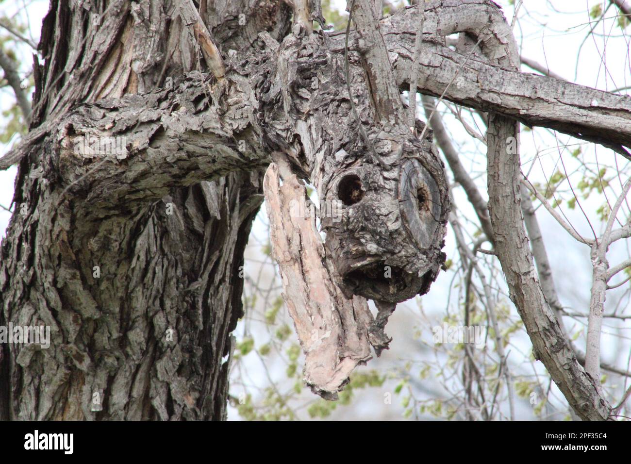 Face in tree bark hi-res stock photography and images - Alamy