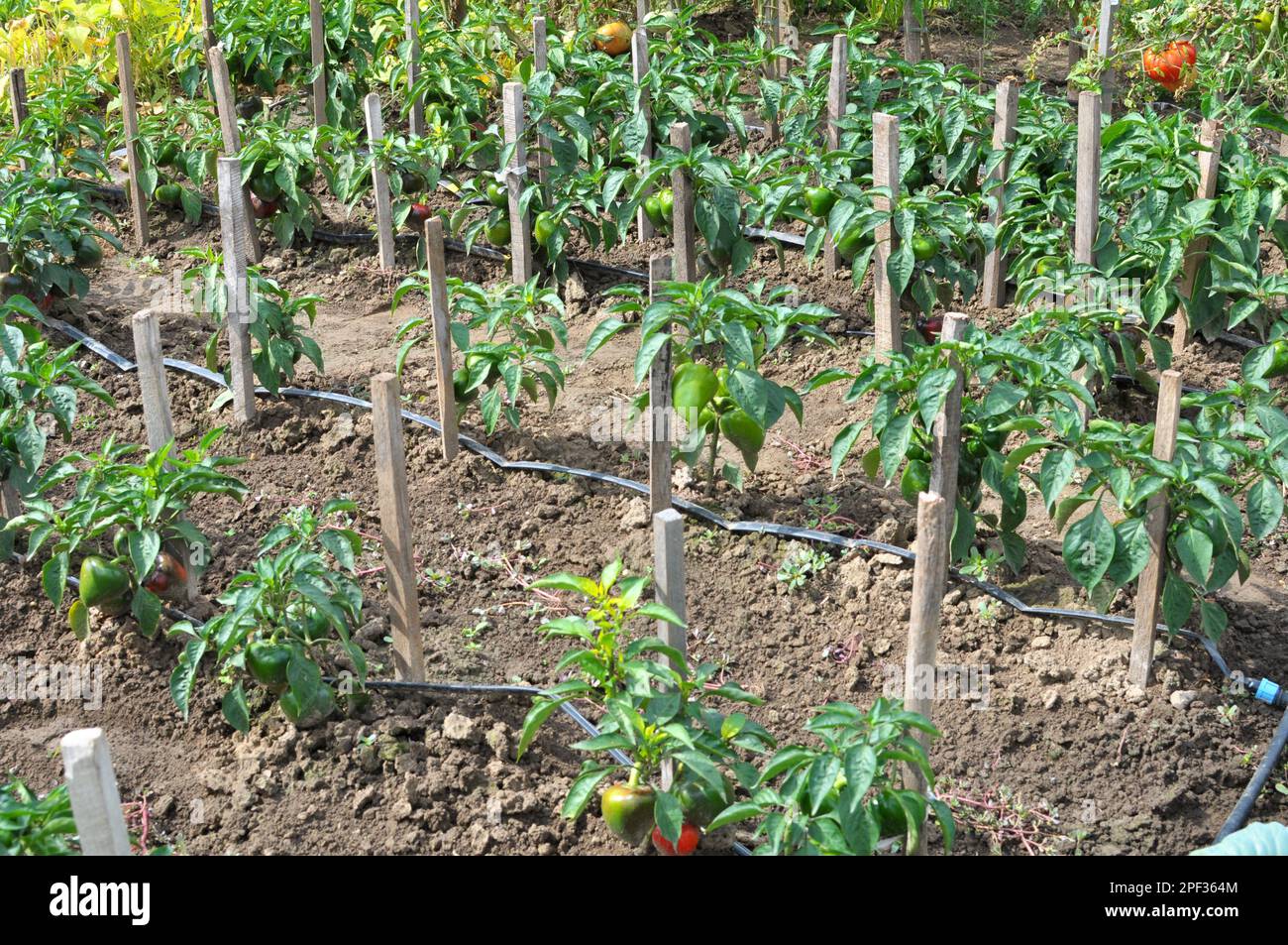 Drip irrigation is used to grow vegetables in organic soil Stock Photo ...