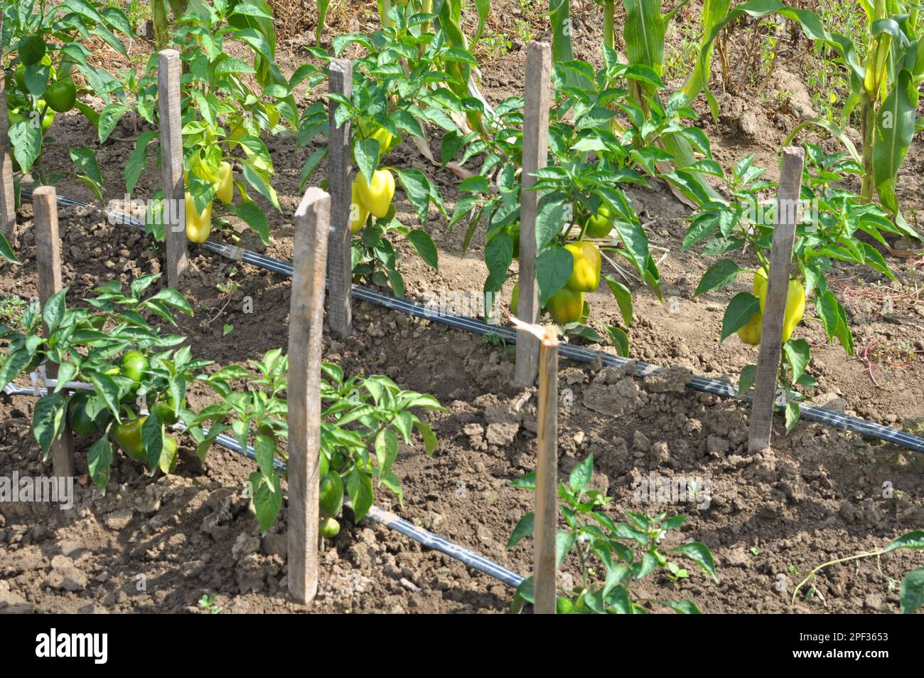 Drip irrigation is used to grow vegetables in organic soil Stock Photo ...
