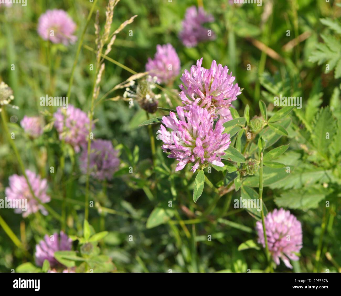 Meadow clover (Trifolium pratense) grows in the meadow among wild ...