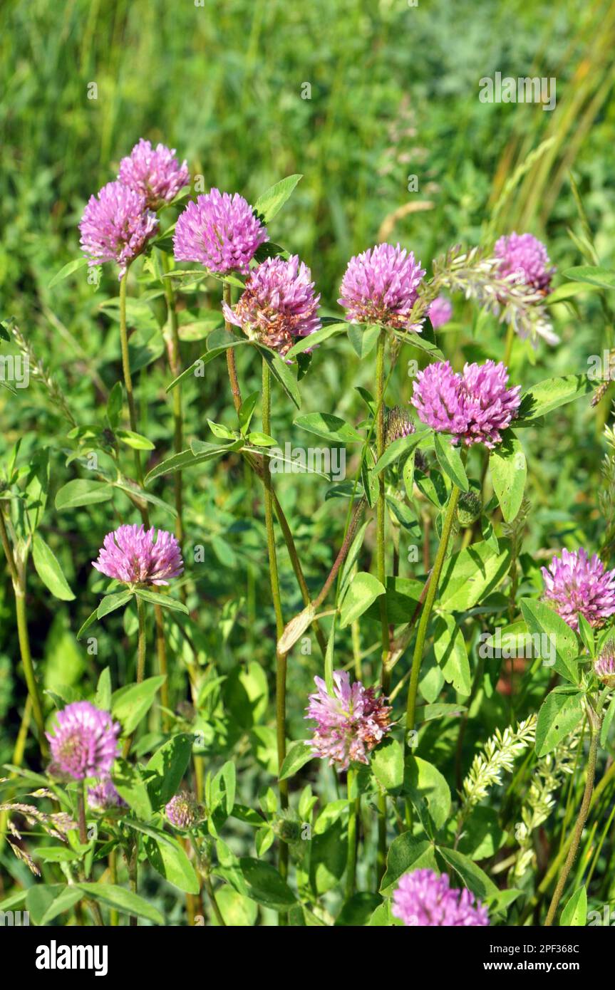 Meadow clover (Trifolium pratense) grows in the meadow among wild ...