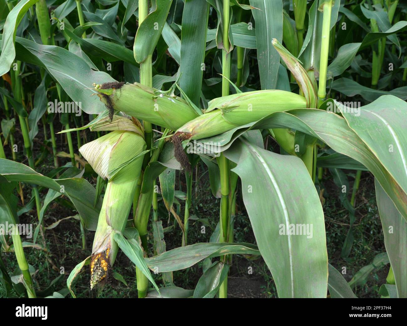 On a farmer's field, a cob ripens on a corn stalk Stock Photo - Alamy