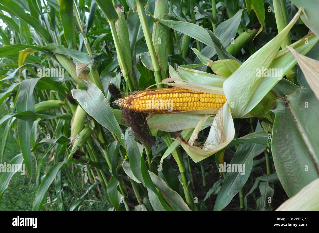 On a farmer's field, a cob ripens on a corn stalk Stock Photo - Alamy