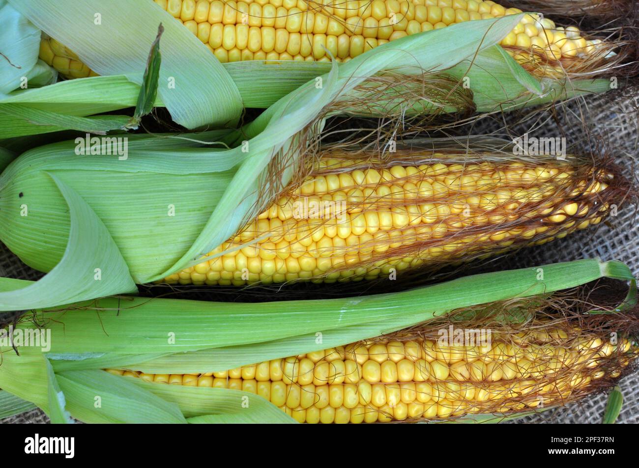 Baby corn cultivation hi-res stock photography and images - Alamy