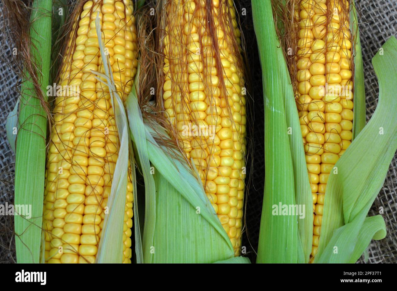 Baby corn cultivation hi-res stock photography and images - Alamy