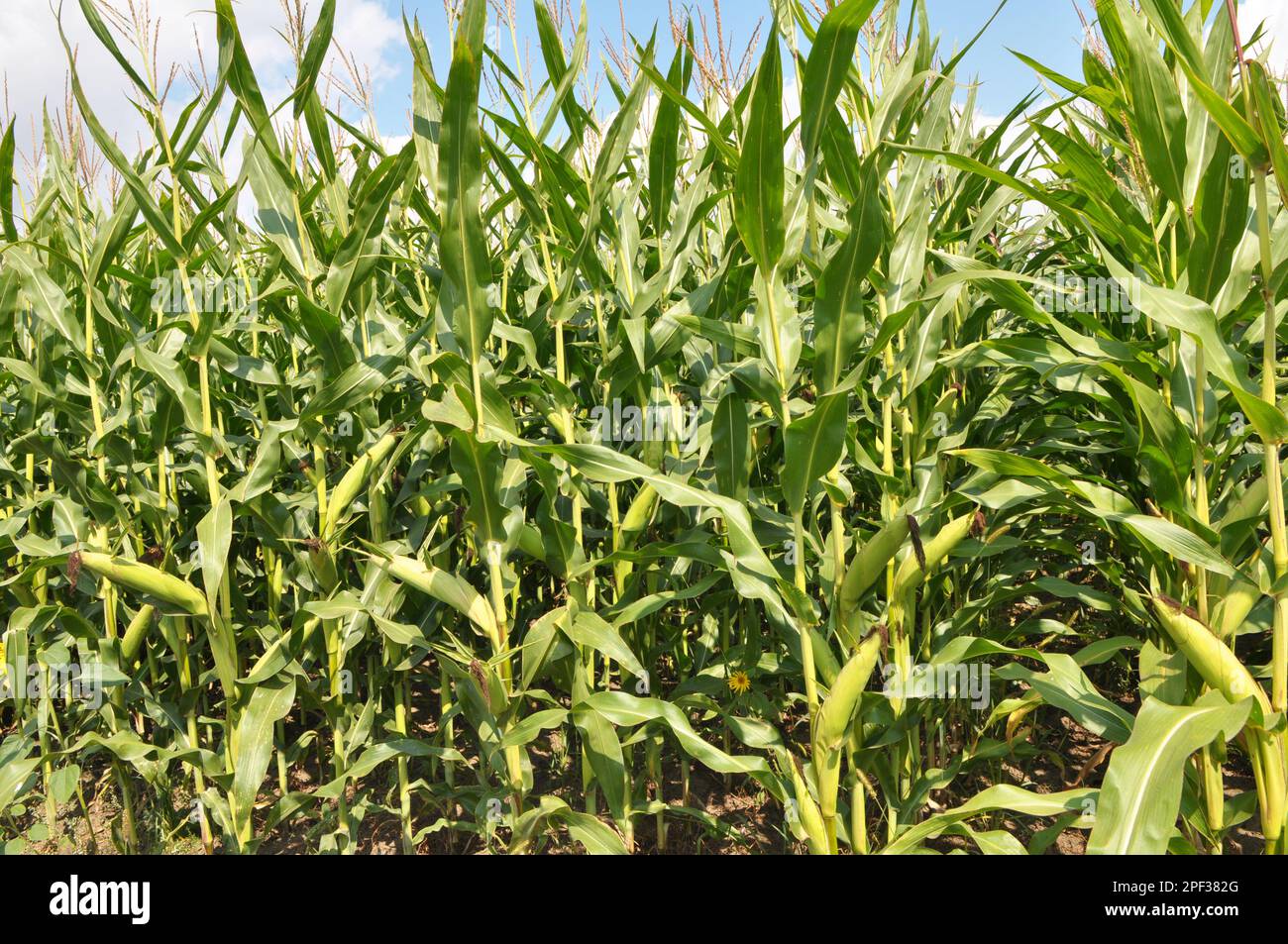 In the summer, corn ripens on the farm field Stock Photo - Alamy