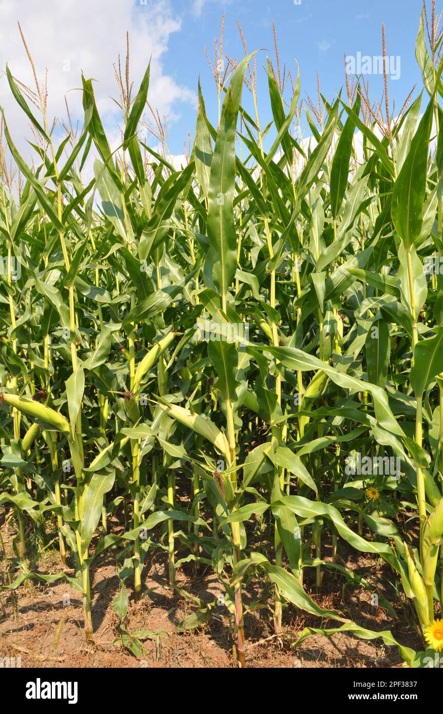 In the summer, corn ripens on the farm field Stock Photo - Alamy