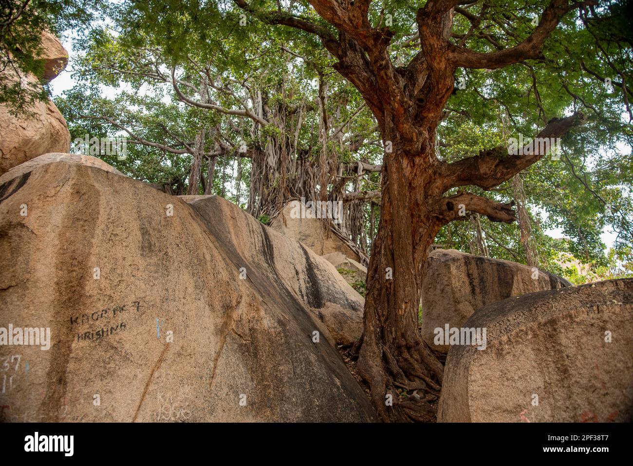Temple banyan tree india hi-res stock photography and images - Alamy