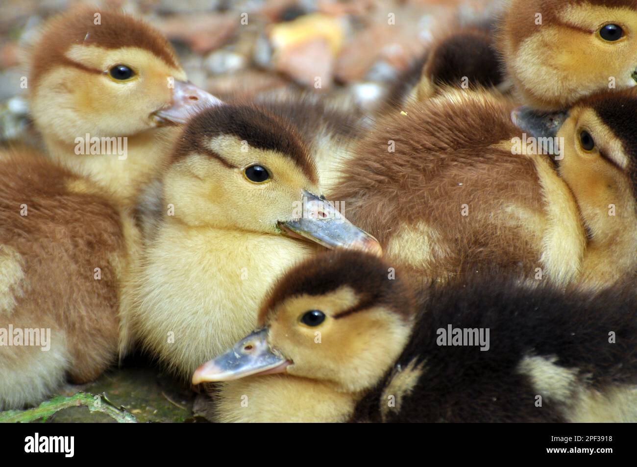Young offspring of musk ducks, Cairina moschata Stock Photo - Alamy