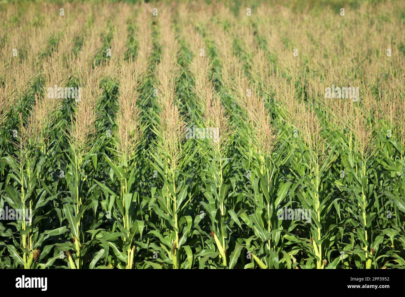 In the summer, corn ripens on the farm field Stock Photo - Alamy