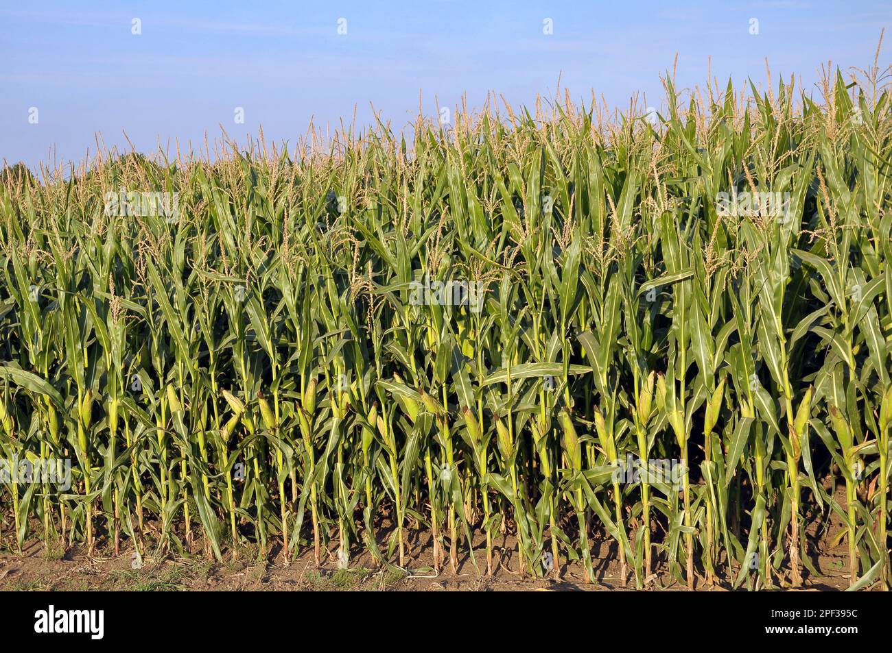 In the summer, corn ripens on the farm field Stock Photo - Alamy