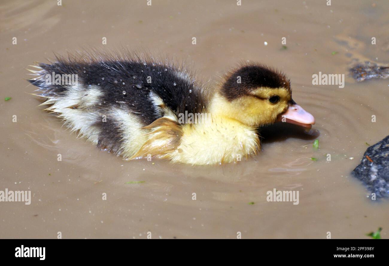 Young offspring of musk ducks, Cairina moschata Stock Photo - Alamy
