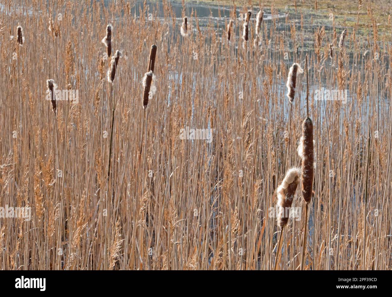 Ripe spikes of Common Bulrush, releasing fluffy achenes, in a reed ...