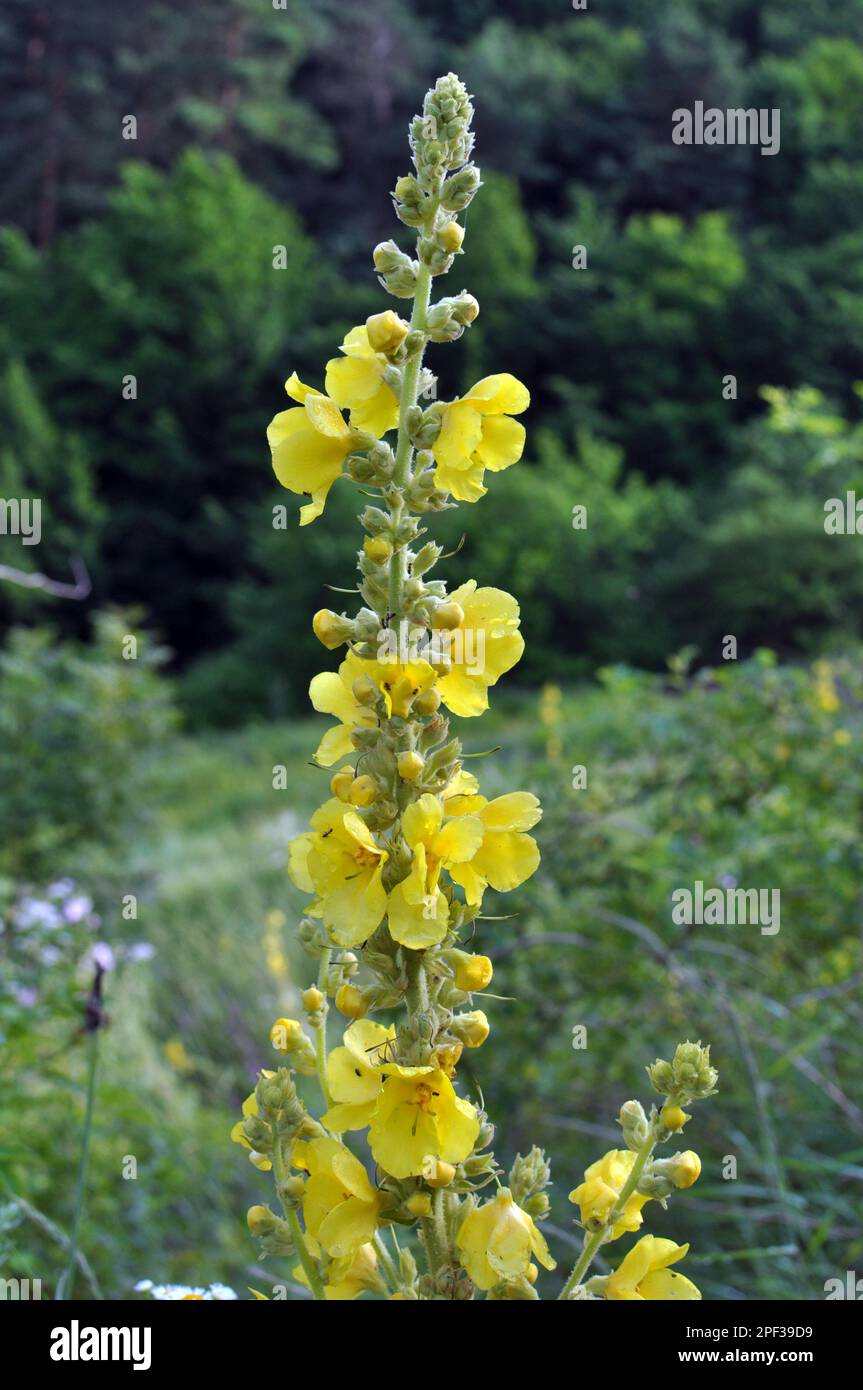 In the summer, mullein (Verbascum) blooms in the wild Stock Photo - Alamy
