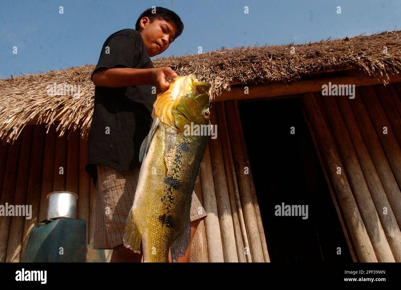 Ai, 12 of the Kayabi ethnic group, brings a Tucunare for lunch at his ...