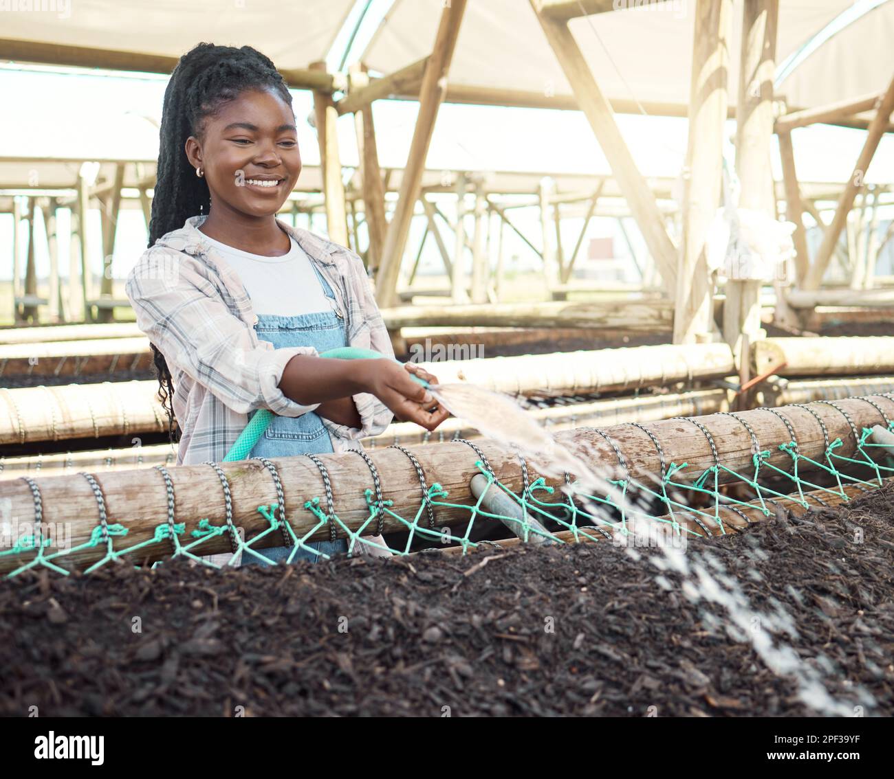 Happy farmer watering a soil bed. African american farmer watering dirt ...