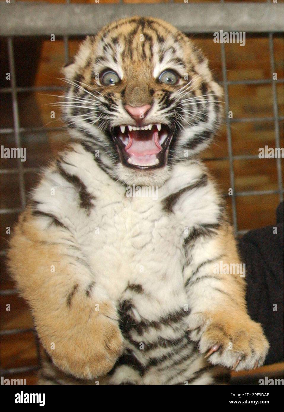 Die Zaehne zeigt das zwei Monate alte sibirische Tigerbaby bei seiner Vorstellung im Nuernberger ...