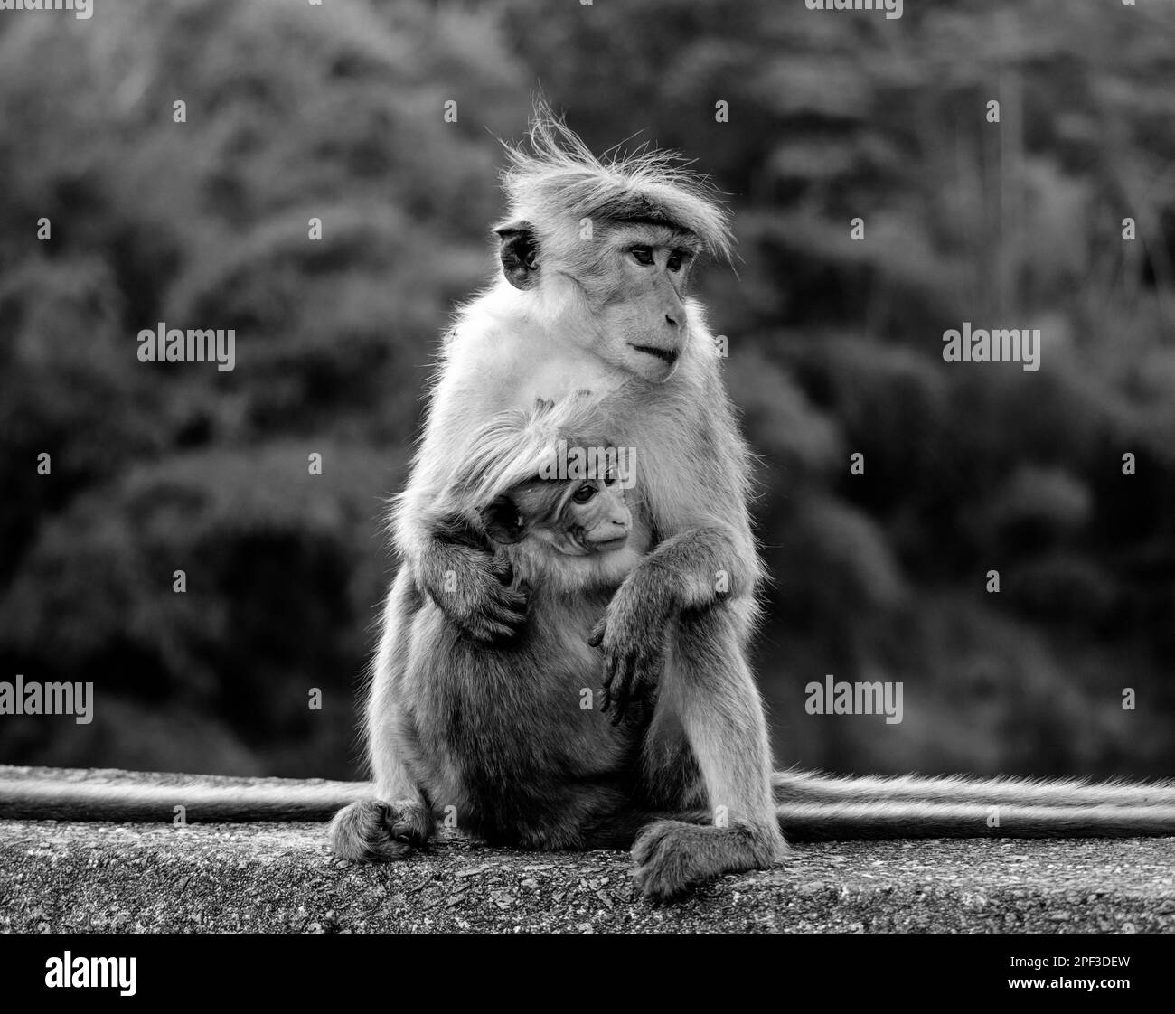 Monkey child bond grayscale portrait close-up hug protective moment ...
