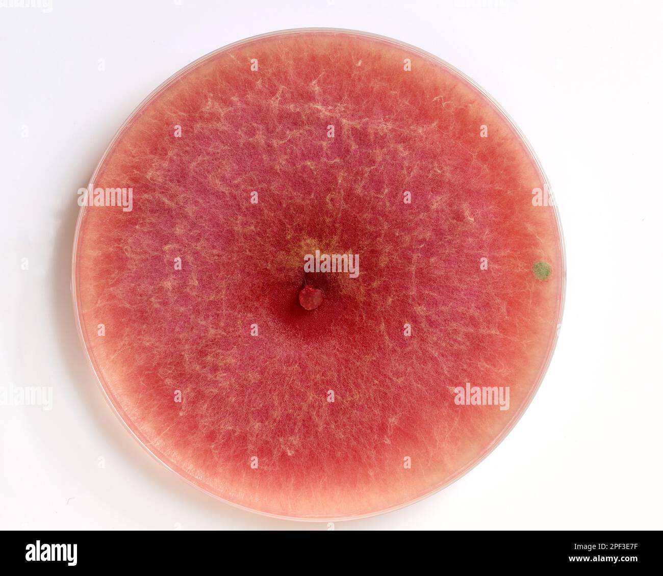 Culture on nutrient agar petri dish including yeasts and fungi Stock ...