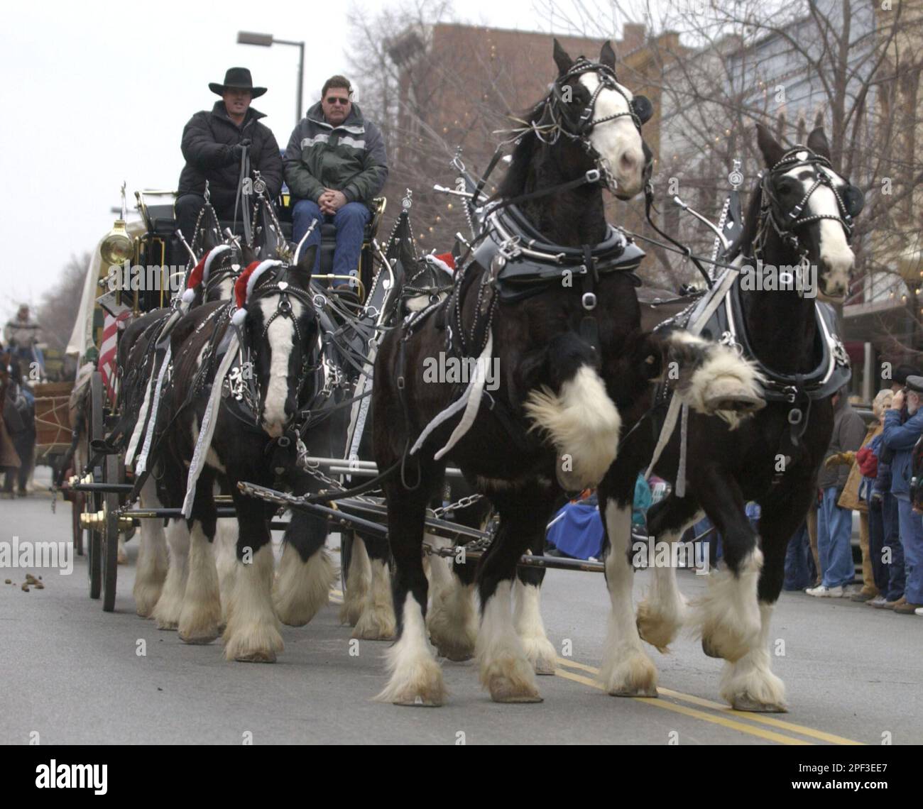 "Remington," a shire horse, rares up in mid-trot while pulling Shawn ...