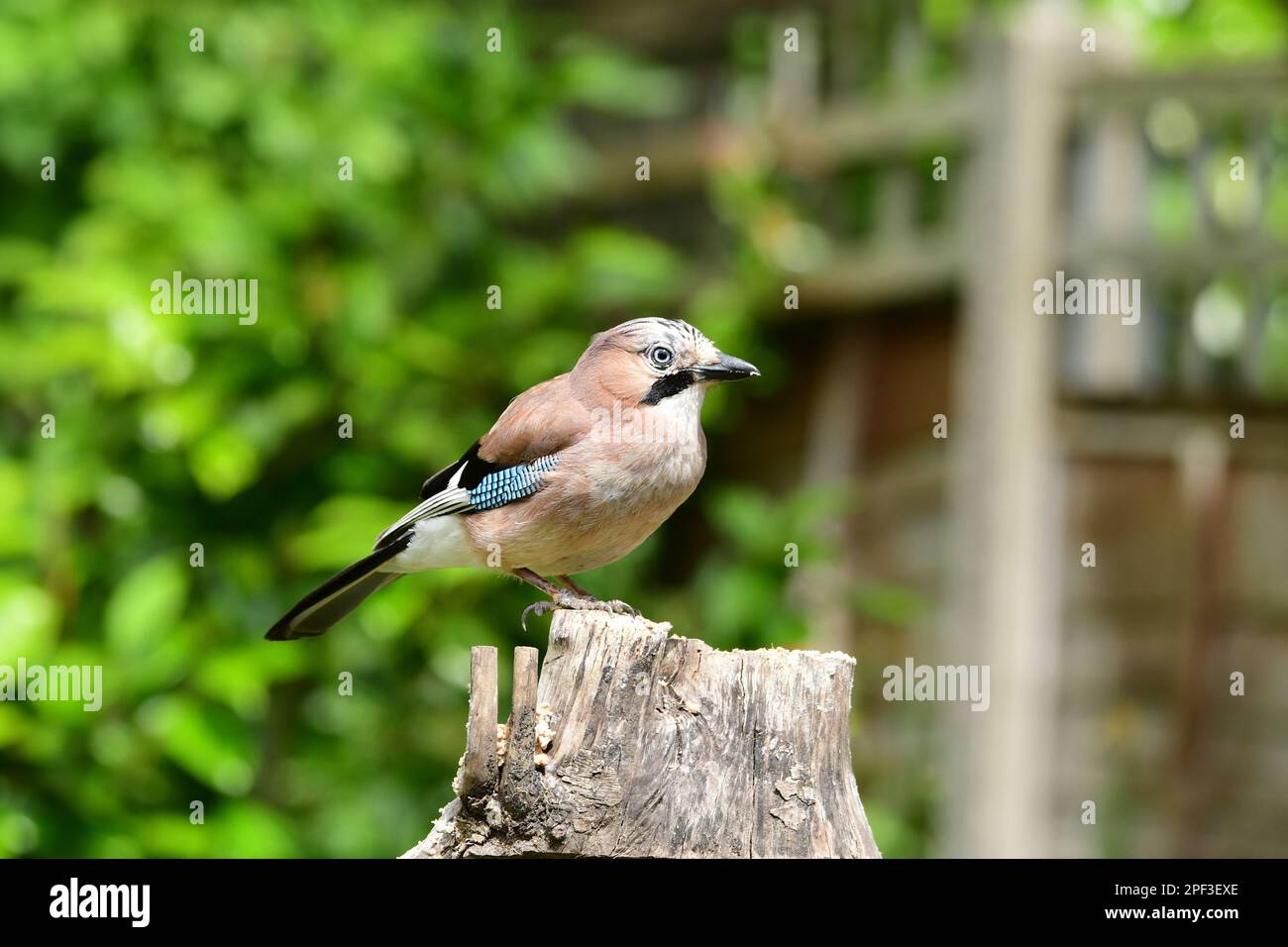 Jay jays hi-res stock photography and images - Alamy
