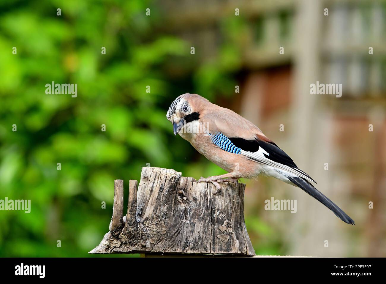 Jay jays hi-res stock photography and images - Alamy