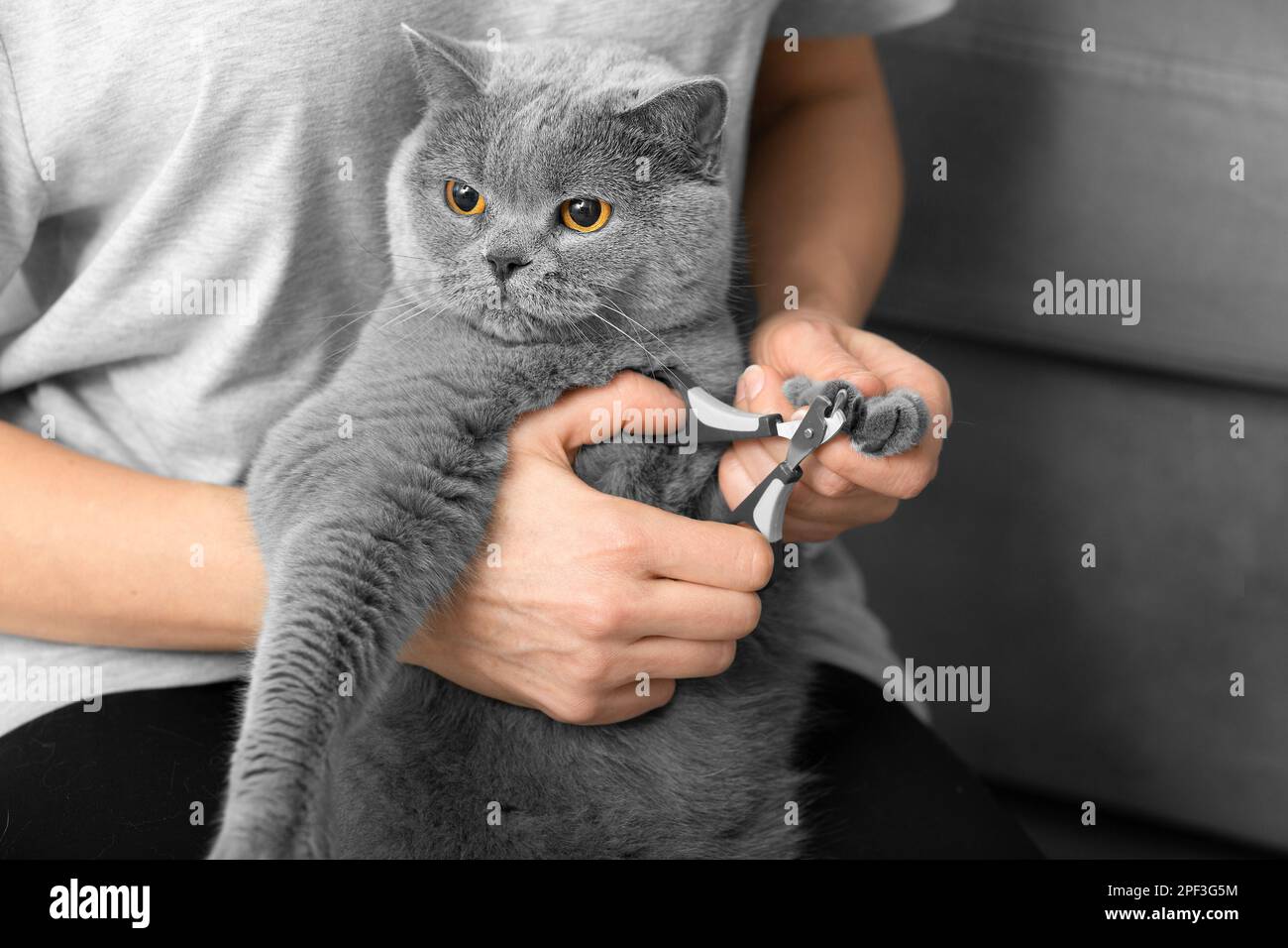Cat nail trimming. The veterinarian trims the nails of a British breed ...