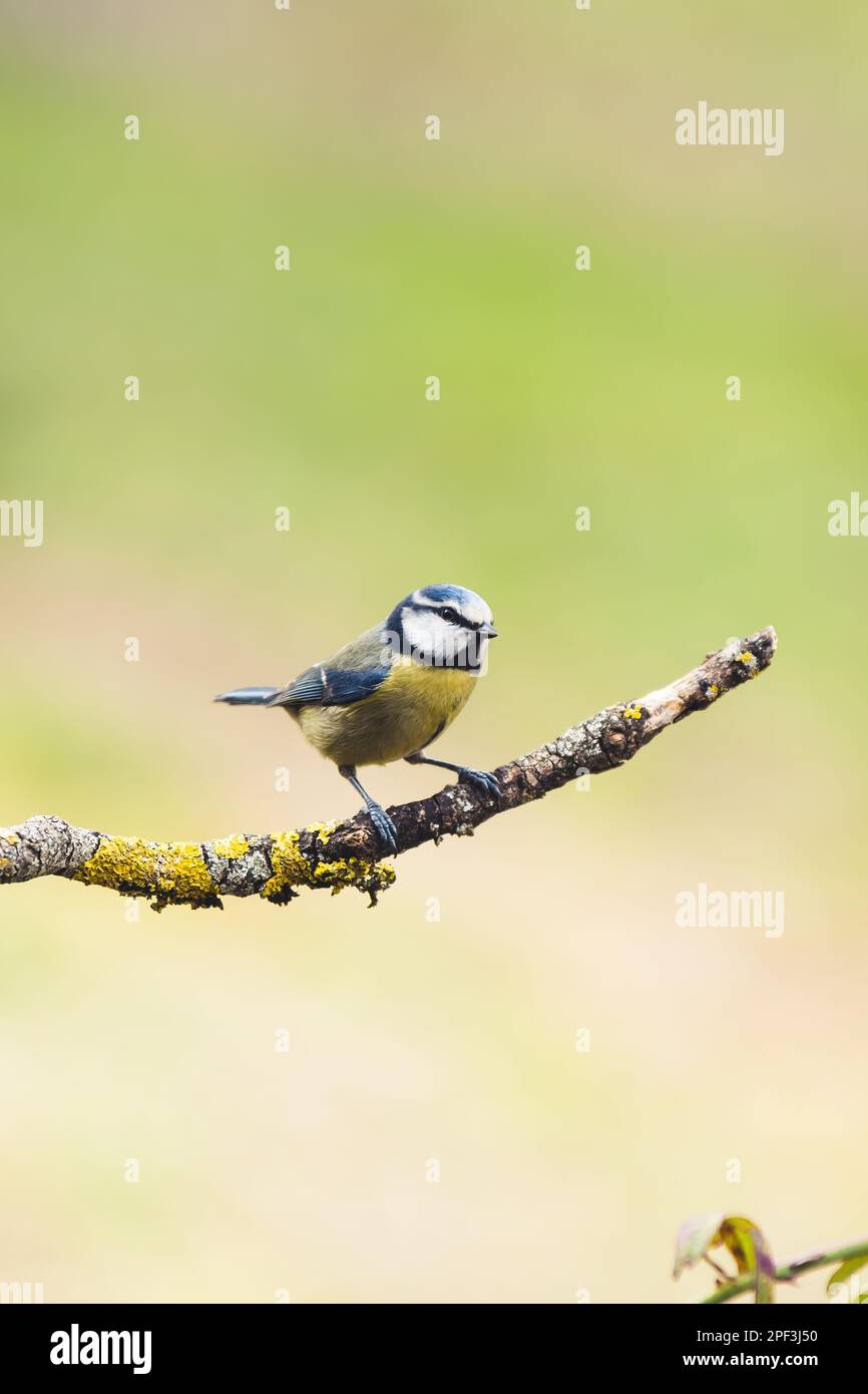 great tit (Parus major) in the autumn entourage. The great tit (Parus ...