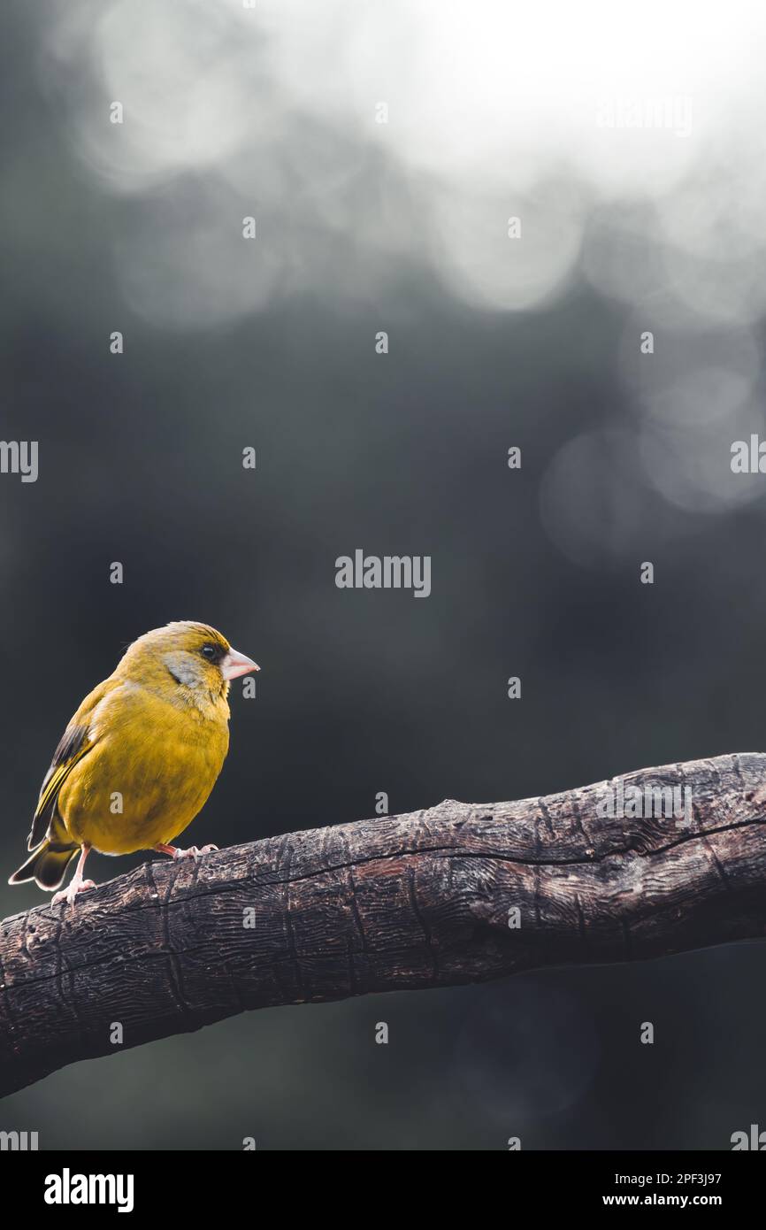 European Greenfinch-The European Greenfinch, or just Greenfinch ...
